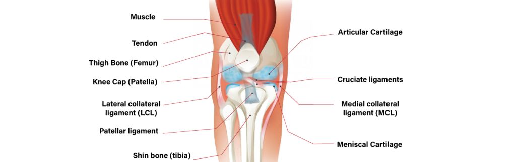 Knee Pain Explained: Insights, Tips, and Relief Treatments